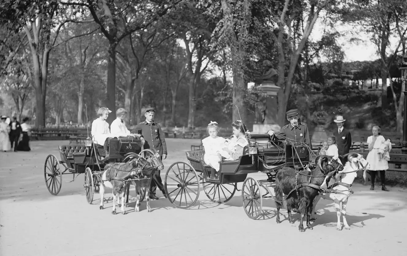 Billy-geiten en bier: toen Central Park schoonheidswedstrijden voor geiten hield 11299_1