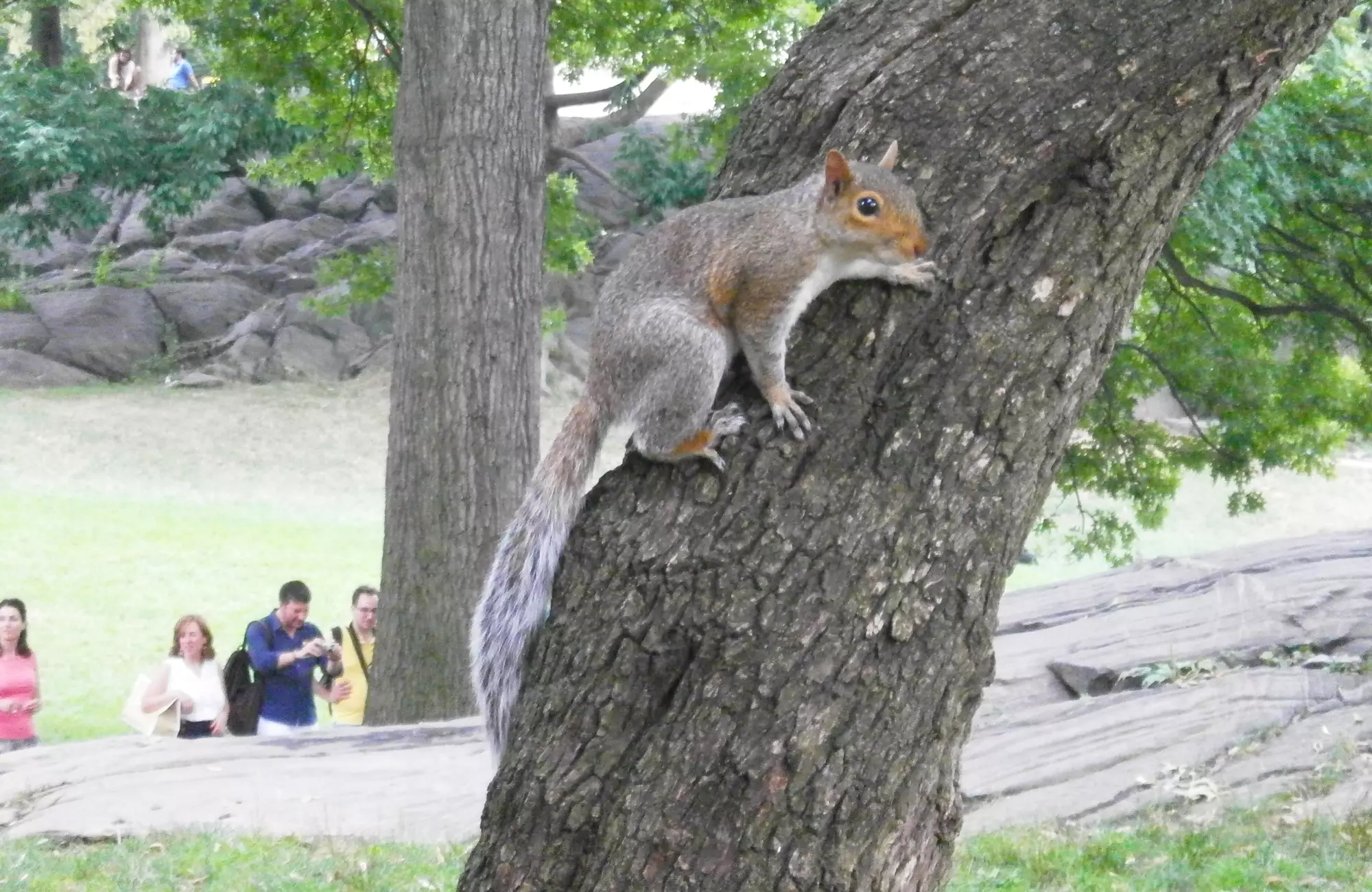 Central Park 'Sensa ya Squirrel' inahitaji usaidizi wako kuhesabu panya 12085_1