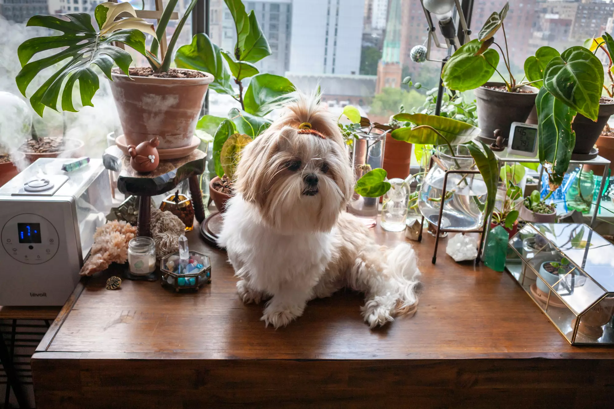 Mis 750 pies cuadrados: el 'Botánico de apartamentos' de Instagram cultiva casi 200 plantas en el Upper West Side 12101_11