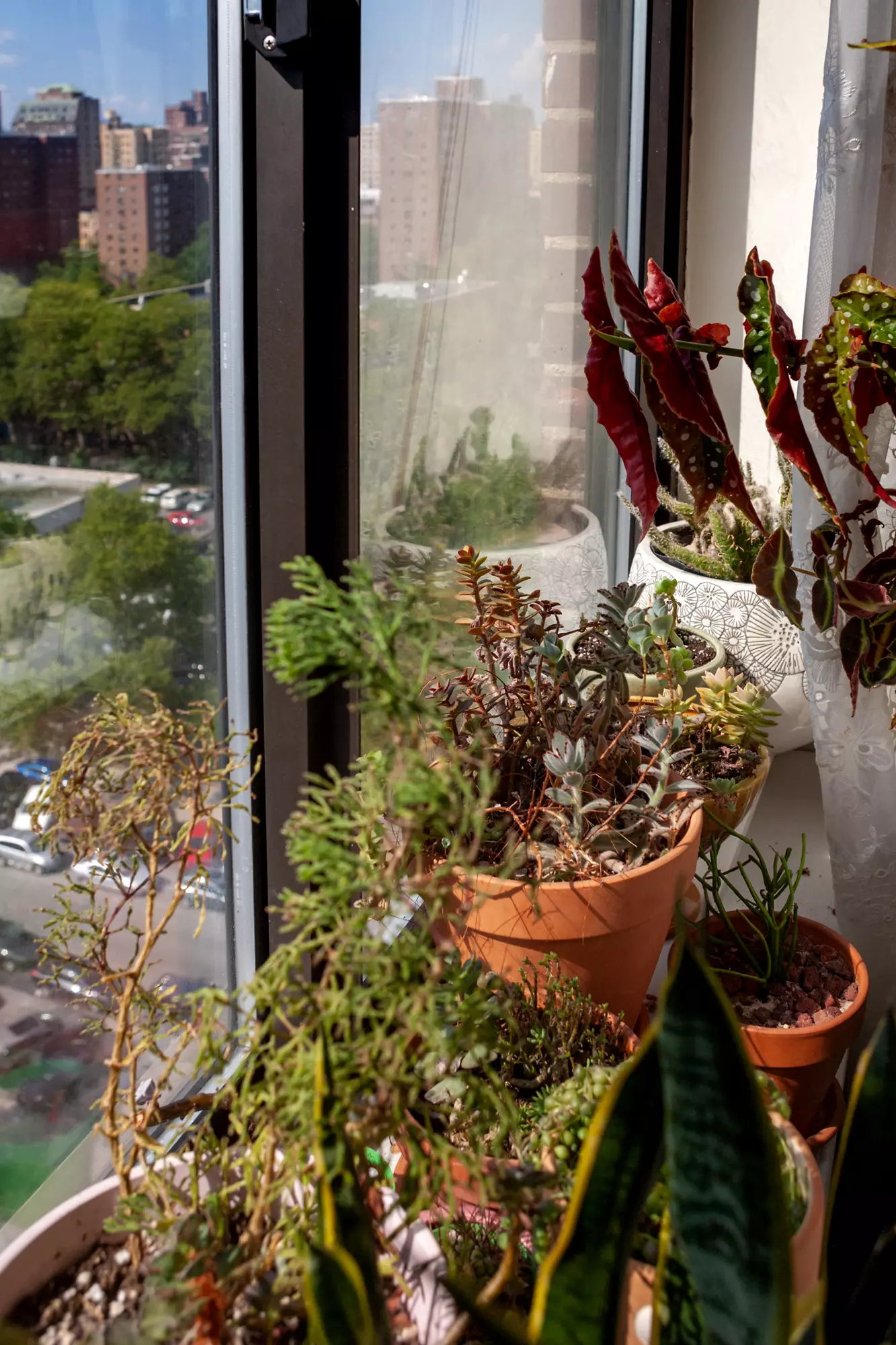 O loʻu 750sqft: Instagram's 'Apartment Botanist' o loʻo faʻatupuina le toeitiiti 200 laʻau i le Upper West Side 12101_14