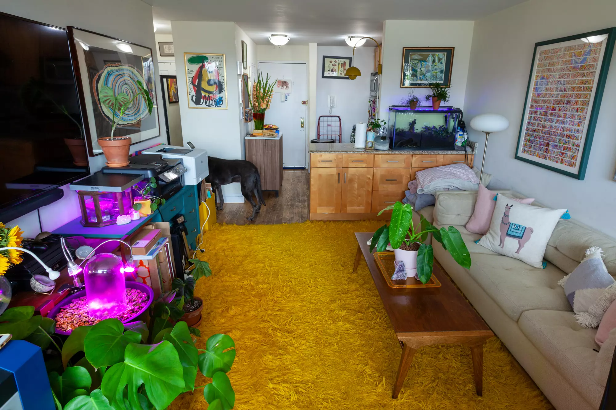 O loʻu 750sqft: Instagram's 'Apartment Botanist' o loʻo faʻatupuina le toeitiiti 200 laʻau i le Upper West Side 12101_15