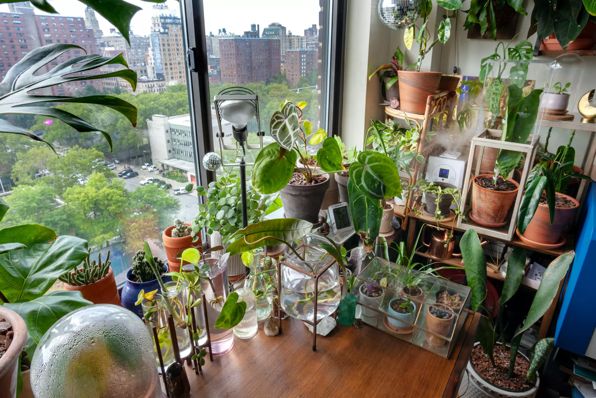 O loʻu 750sqft: Instagram's 'Apartment Botanist' o loʻo faʻatupuina le toeitiiti 200 laʻau i le Upper West Side 12101_2