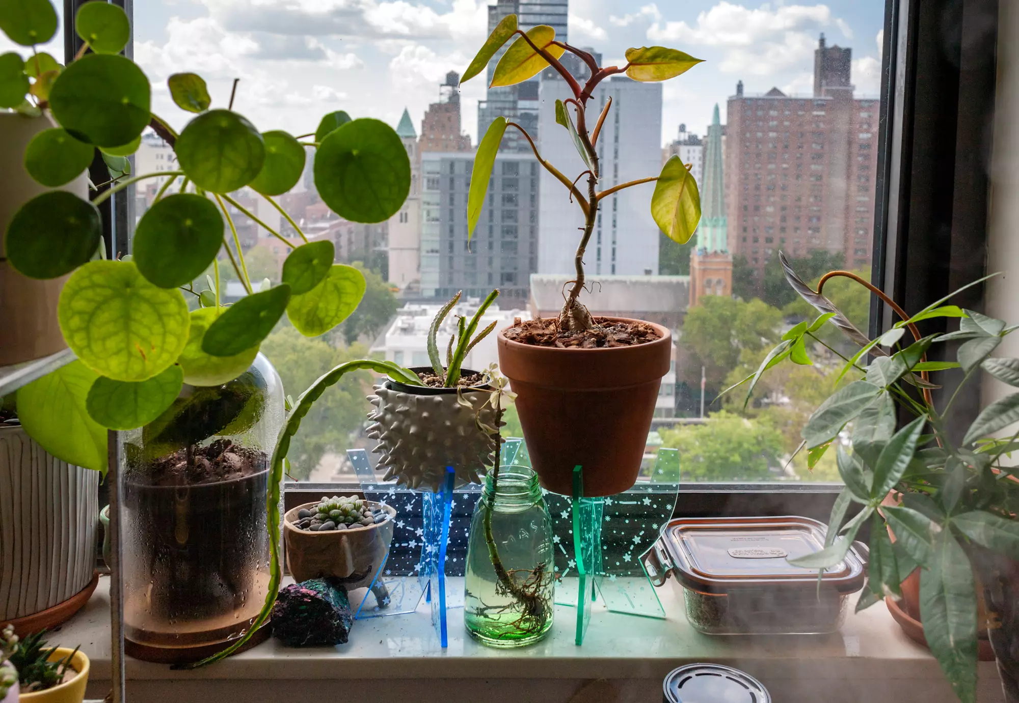 O loʻu 750sqft: Instagram's 'Apartment Botanist' o loʻo faʻatupuina le toeitiiti 200 laʻau i le Upper West Side 12101_4