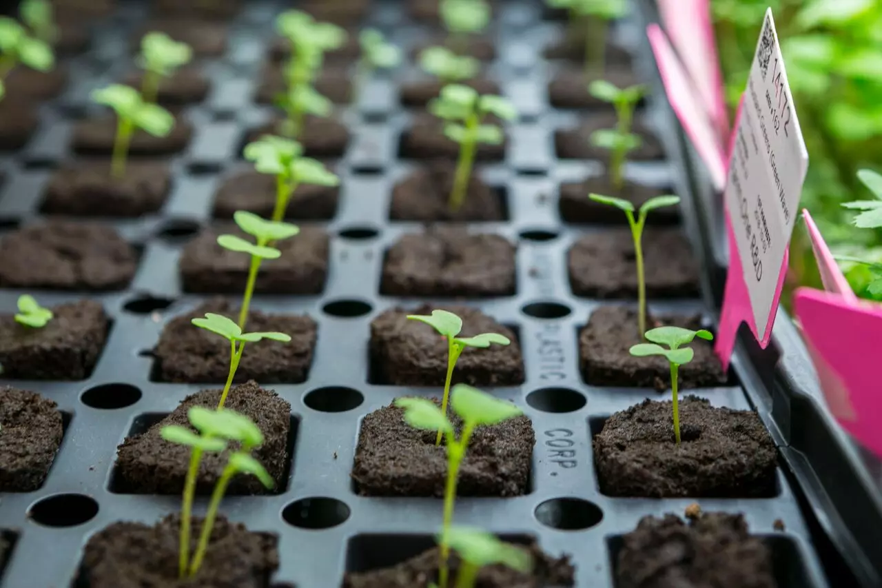 Aiza no iasako: Ny Chef Bill Telepan dia mitondra antsika ao anatin'ny zaridaina hydroponic 'fambolena mankany amin'ny efitrano fianarana' 12187_14