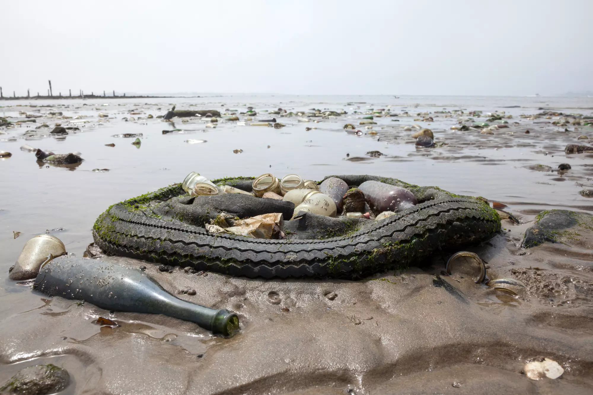 Onani Dead Horse Bay, malo obisika a Brooklyn a zinyalala ndi chuma 12472_6