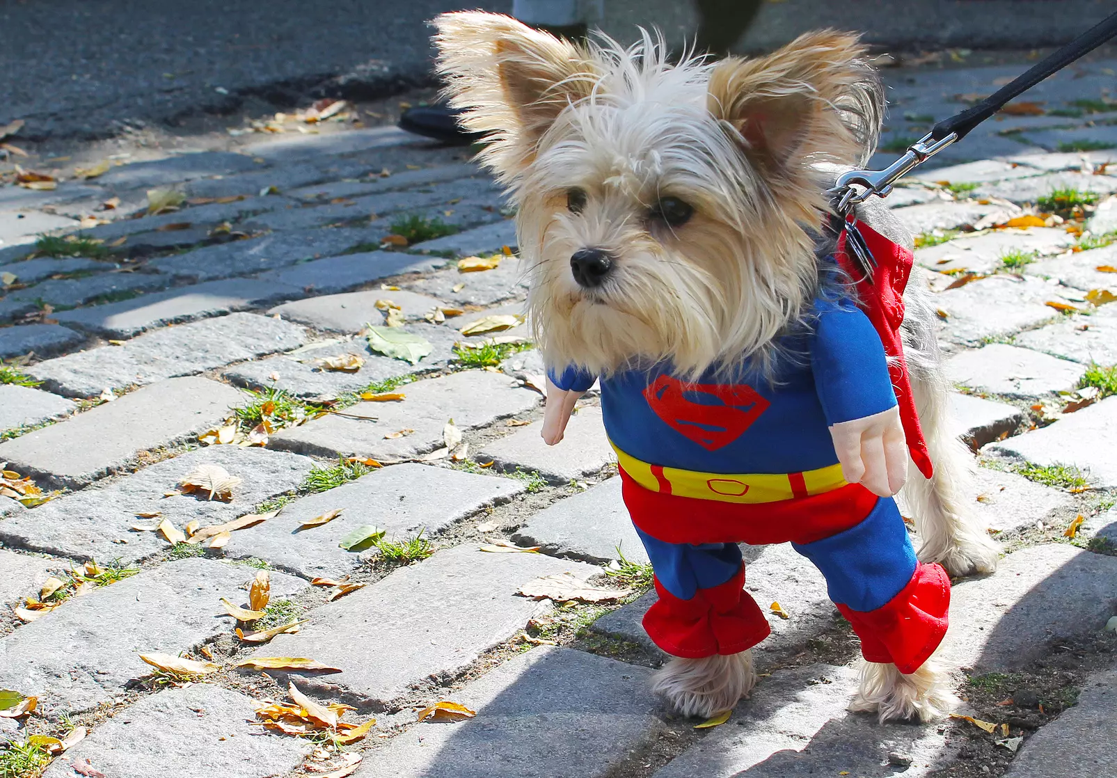 Palīdziet izglābt Tompkins Square Park Helovīna suņu parādi 12512_1