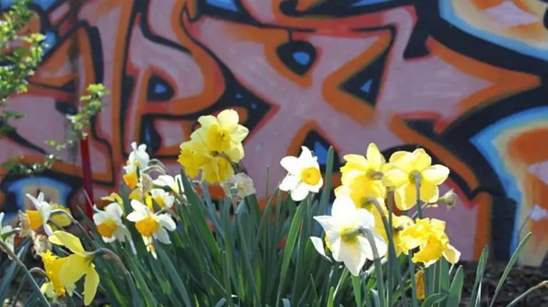 daffodil تۈرى ، 11-سېنتەبىر