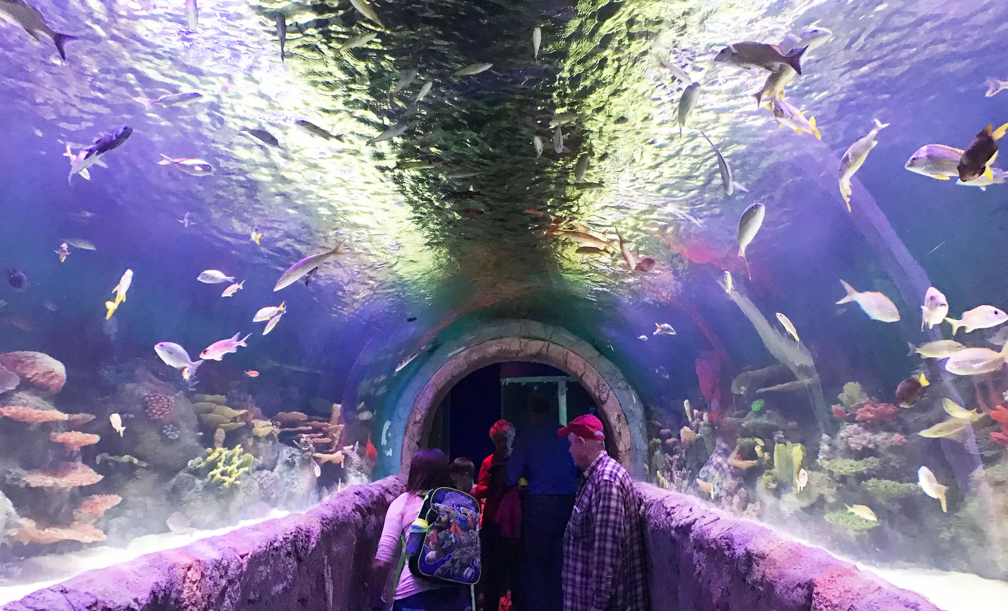 Vê Tebaxê, partî li ser banê Aquarium ya New York 12797_1