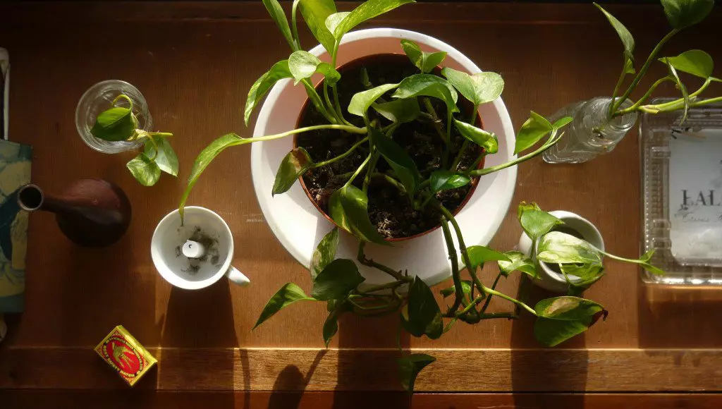 파토스, 아파트 식물