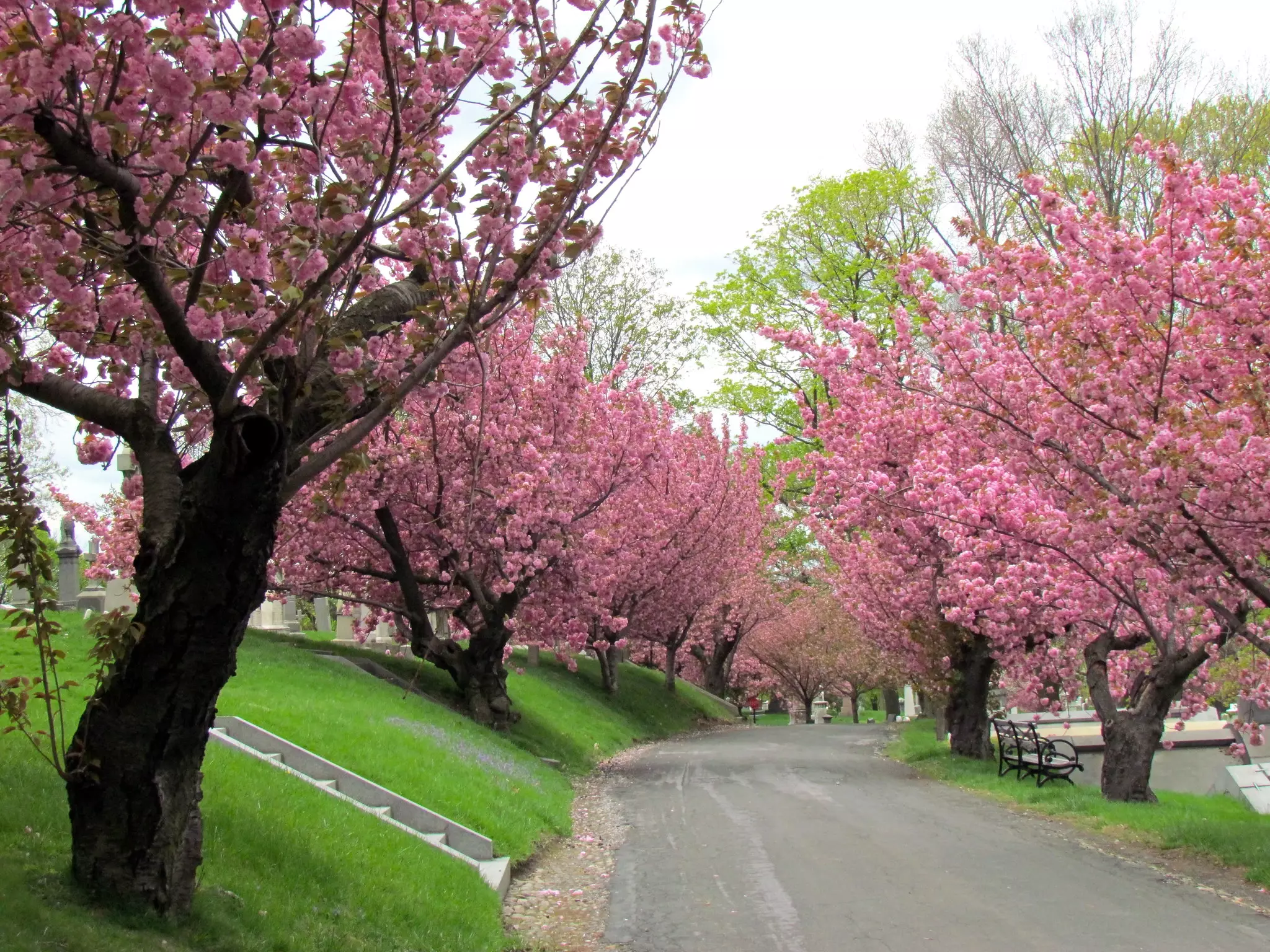 Ein Kirschblütenfest mit japanischen Leckereien und Sake kommt auf den Green-Wood Cemetery 1313_1