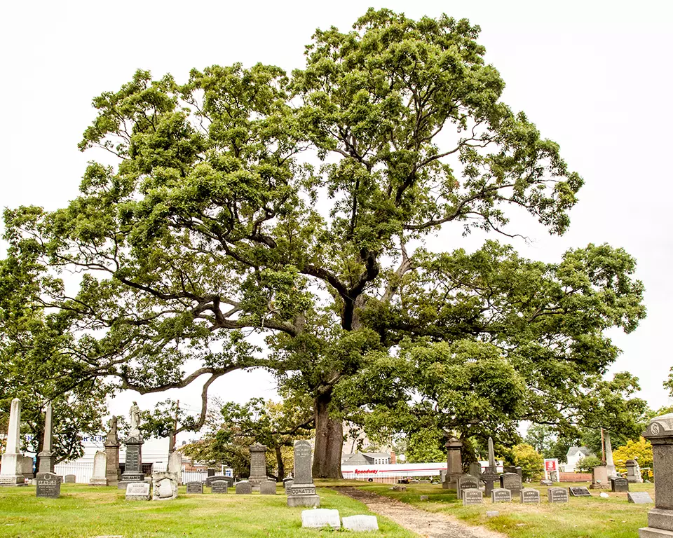 Защо гробището Woodlawn издълбава дърветата си в животни? 13489_3