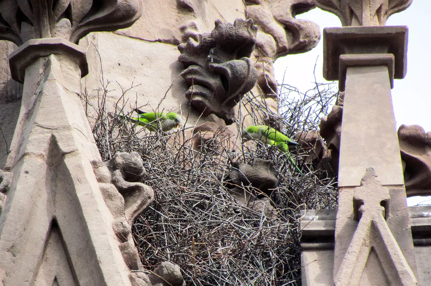 Si zbriti një tufë papagajsh argjentinas në varrezat Green-Wood të Bruklinit? 13869_1