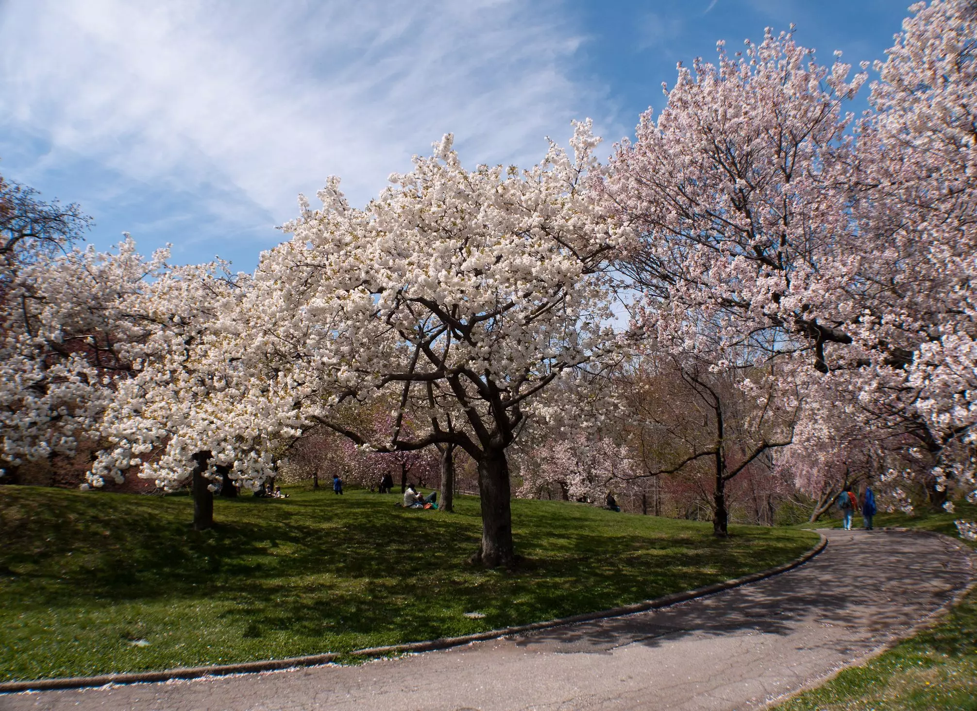 Segui le gemme in fiore e gli alberi in fiore della primavera a New York 1464_2