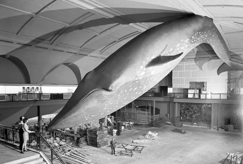 Íme a fotók arról, amikor a 94 láb magas kék bálnát először felakasztották az Amerikai Természettudományi Múzeumban 15127_1