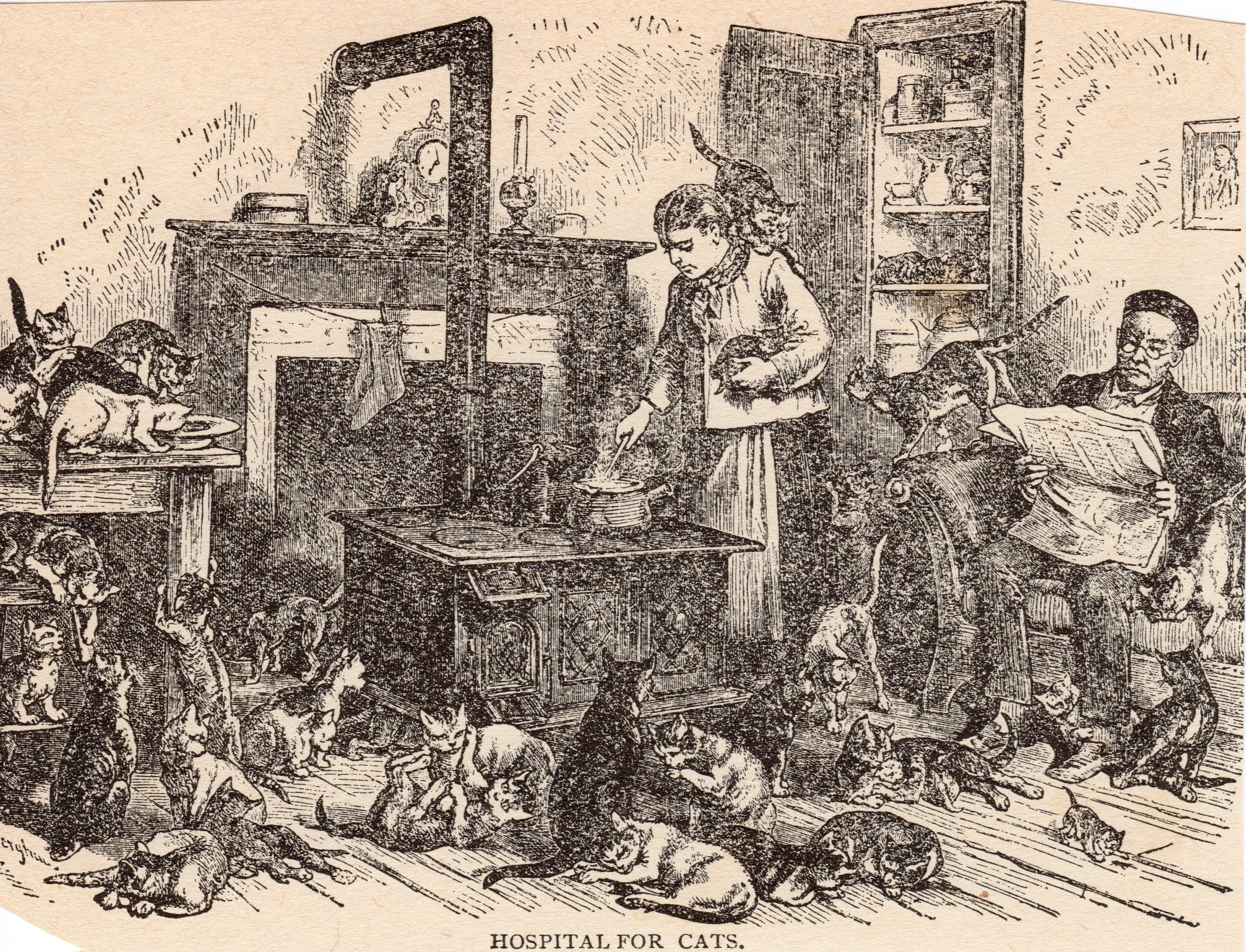 No Lower East Side, no século XIX, unha estraña dama gato acolleu a máis de 50 amigos felinos. 16519_1