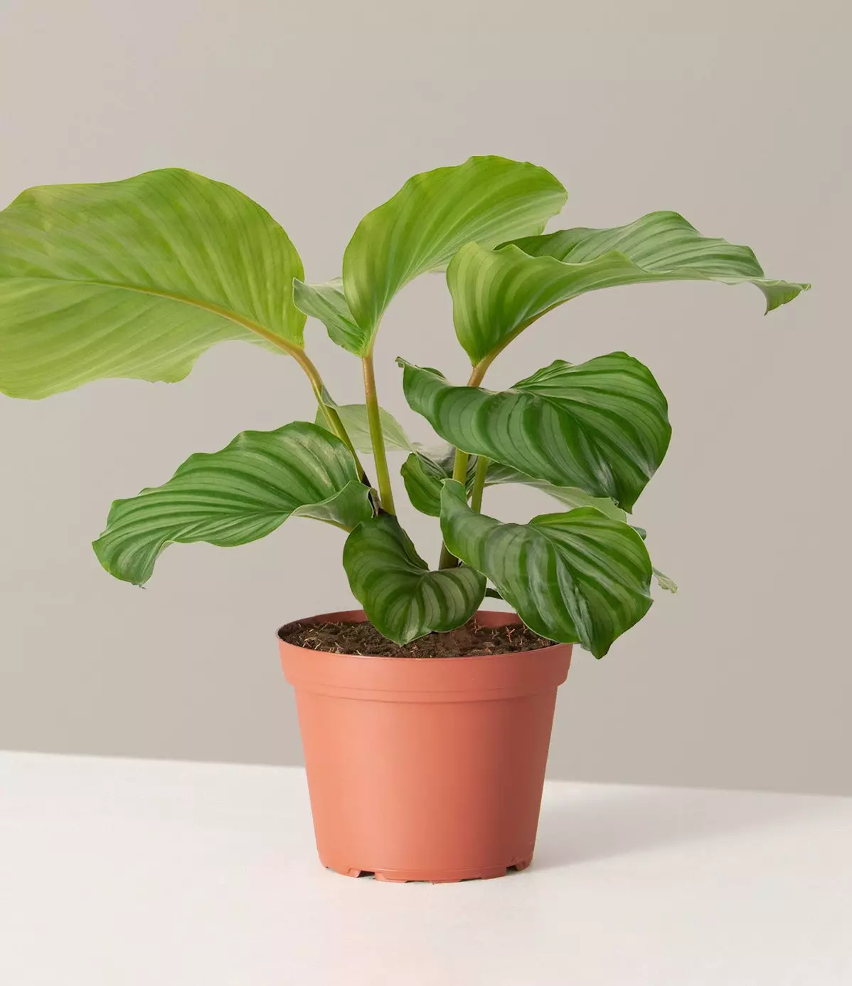 فروش 10 سالگی The Sill شامل 30٪ تخفیف برای پرفروش ترین گیاهان آپارتمانی است 16_2