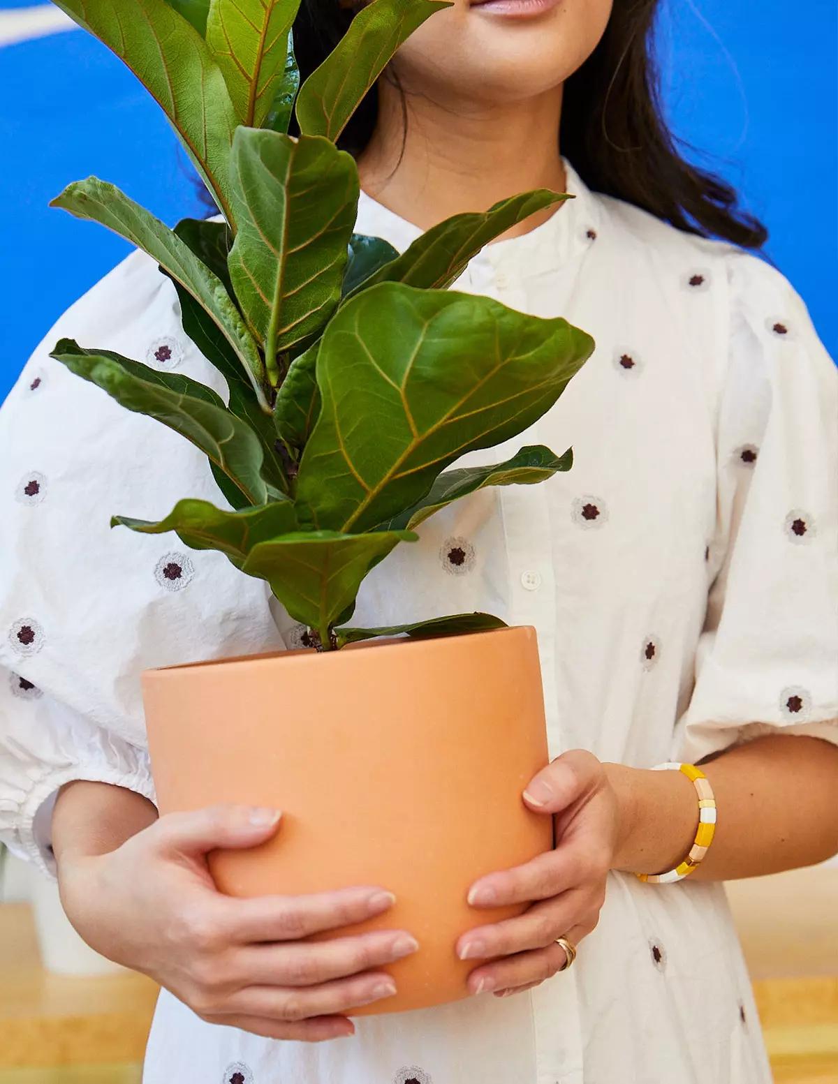 فروش 10 سالگی The Sill شامل 30٪ تخفیف برای پرفروش ترین گیاهان آپارتمانی است 16_4