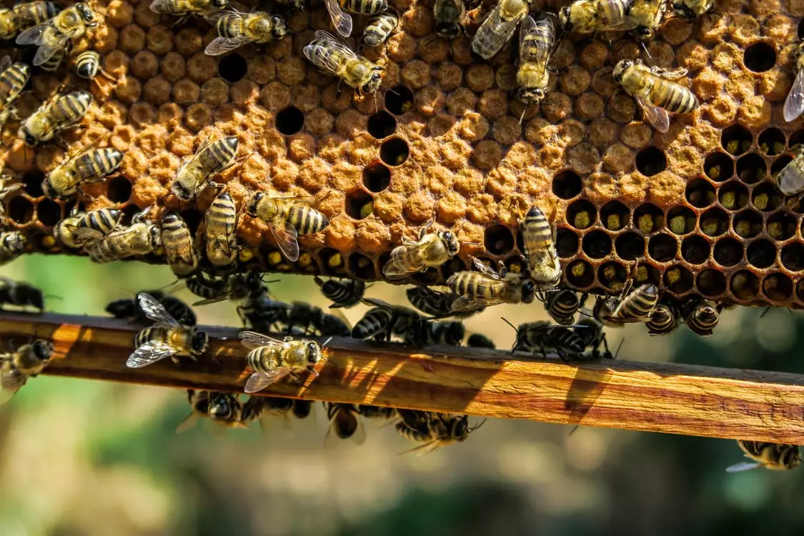 Beekeeping ស្វែងរកផ្ទះមួយនៅទូទាំងសង្កាត់ទាំងប្រាំរបស់ NYC 17316_1