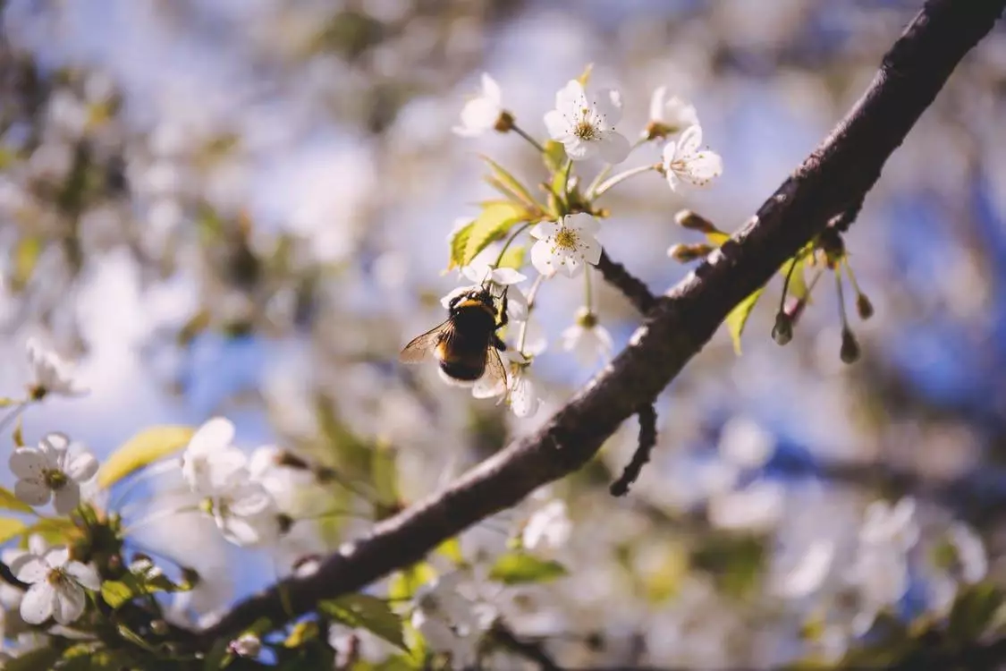 Ang beekeeping nakakaplag ug balay sa tibuok lima ka borough sa NYC 17316_2