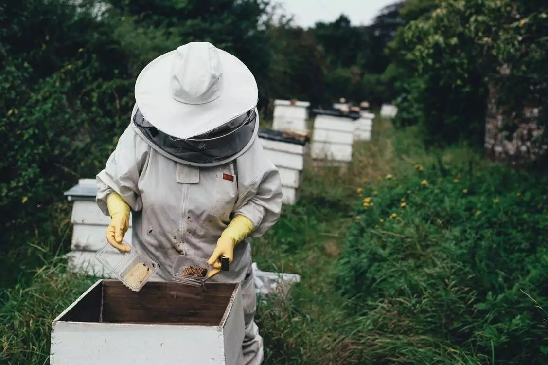 Beekeeping fynt in hûs yn 'e fiif distrikten fan NYC 17316_3