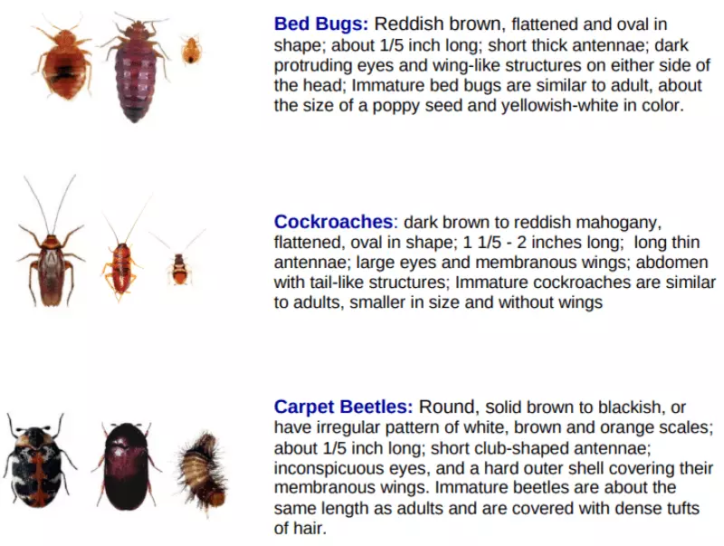 Bedbug Chart, NYC, luantoj