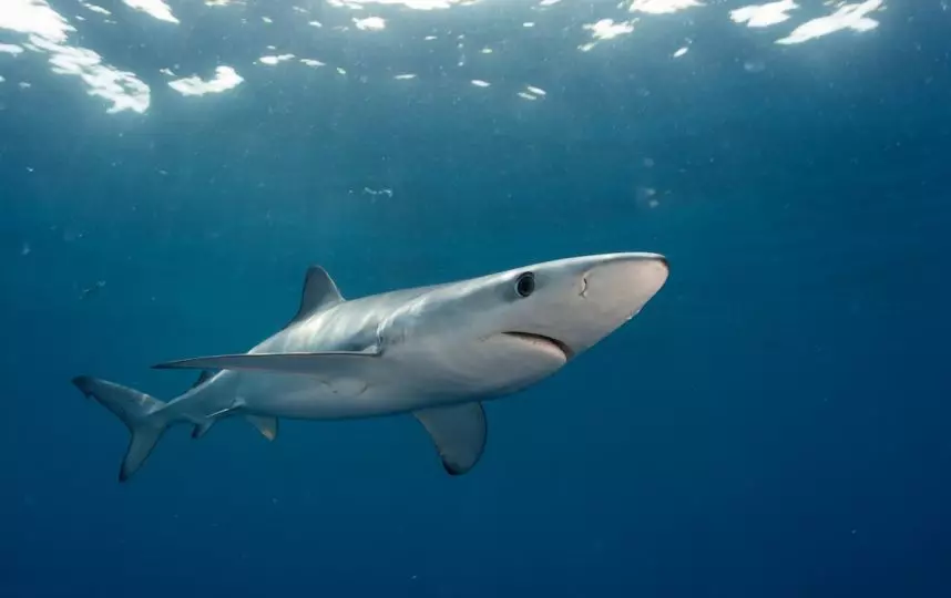 blue-shark-keith-ellenbogen-in opdracht-van-the-new-york-aquarium