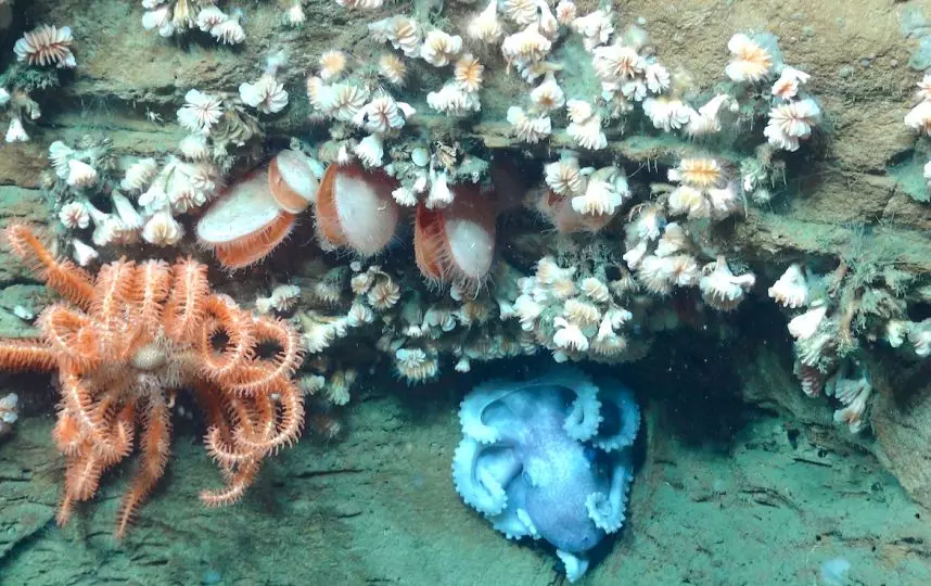 octopus-en-desmophyllum-diepwater-canyons-2013-expeditie-noaa-oer-boem-usgs