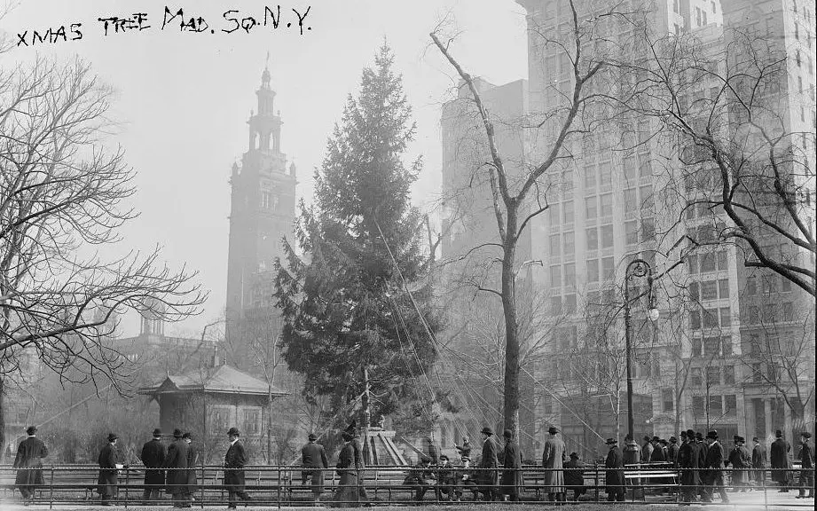 parque de madison square, árbol de navidad, árbol de navidad público, navidad, vacaciones, historia