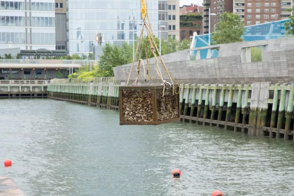 Projekt vylepšení biotopů přidává do přístavu New York 11 milionů ústřic