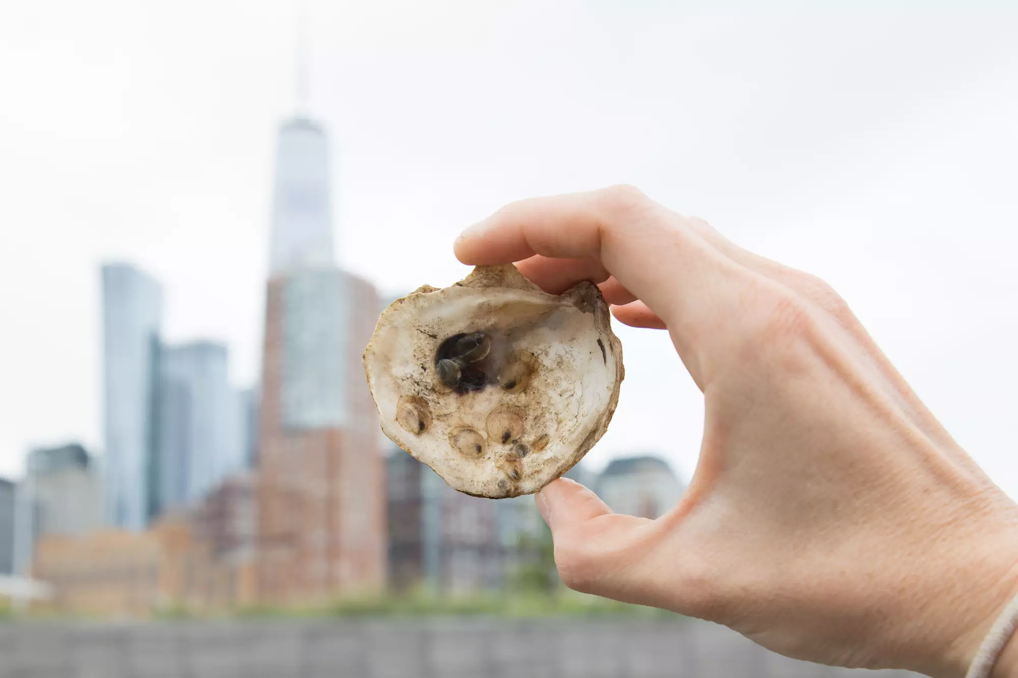 Il progetto di valorizzazione dell'habitat aggiunge 11 milioni di ostriche al porto di New York 2132_2