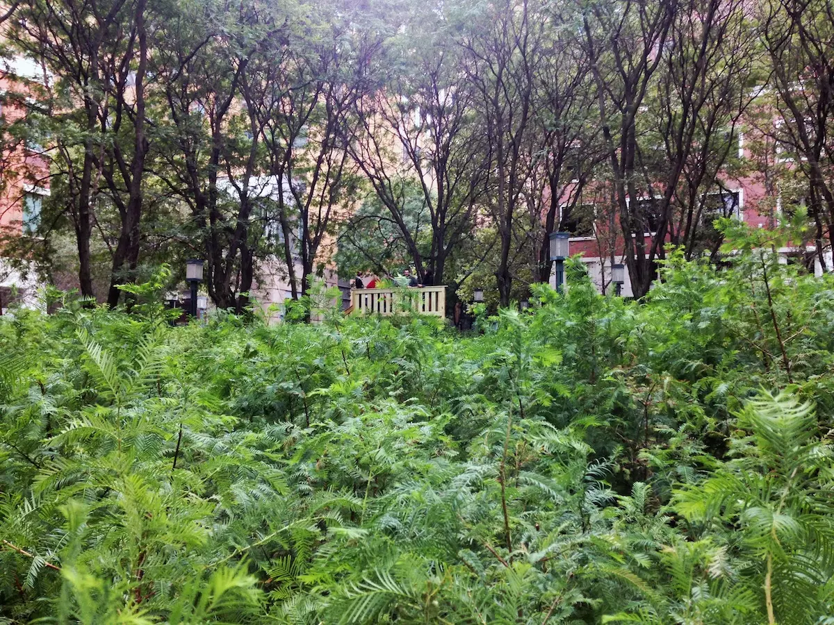 Nghệ sĩ Spencer Finch mang 4.000 cây gỗ đỏ đến Trung tâm thành phố Brooklyn 21691_1