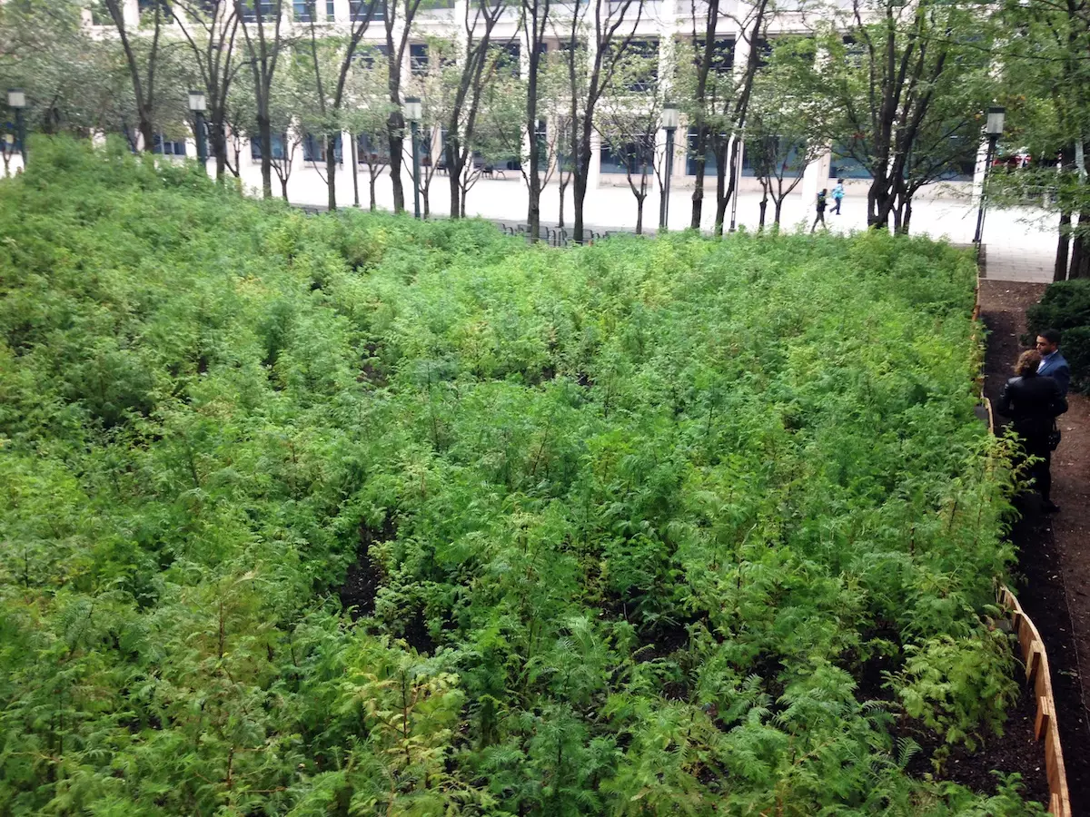 Spencer Finch, redwood, redwood tree, Lost Man Creek, Downtown Brooklyn