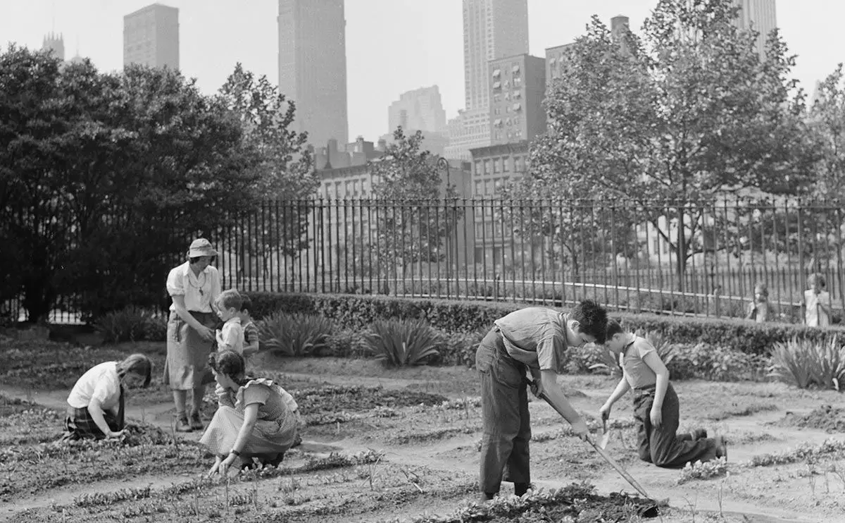 نیو یارک سٹی کے 1940 کی دہائی کے 'وکٹری گارڈنز' نے 200,000 پاؤنڈ کی پیداوار حاصل کی 21748_1