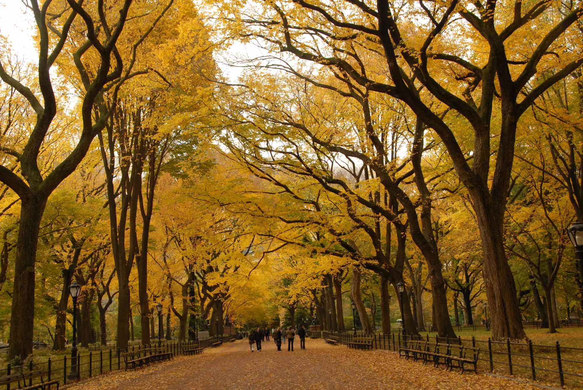 O nofoaga sili i Central Park e vaʻaia ai lau pa'ū 2312_1