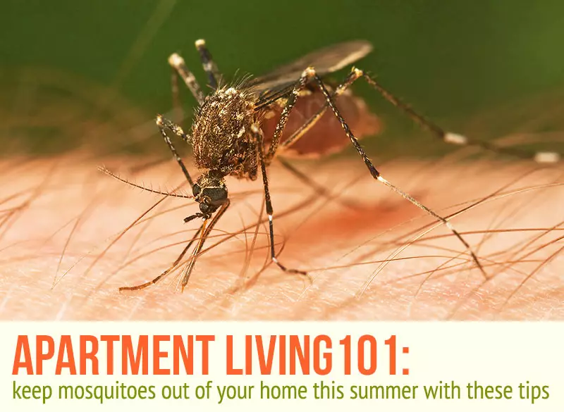 これらの簡単なヒントで、この夏、蚊を駆除し、刺されを止めましょう 23301_1
