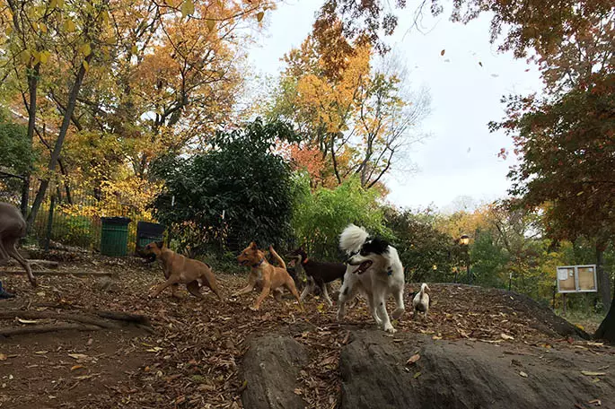 Benji, psí park, stretnutie so psami