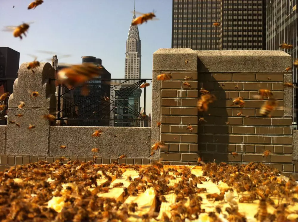 andrew's honey, miele locale, miele di New York, miele fatto a new york, apicoltura urbana, miele urbano, andrew cote