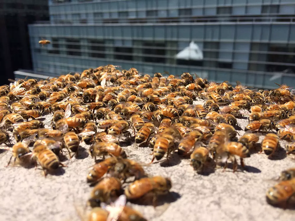 น้ำผึ้งของแอนดรูว์, น้ำผึ้งท้องถิ่น, น้ำผึ้งนิวยอร์ค, น้ำผึ้งที่ผลิตในนิวยอร์ก, การเลี้ยงผึ้งในเมือง, น้ำผึ้งในเมือง, แอนดรูว์โคต