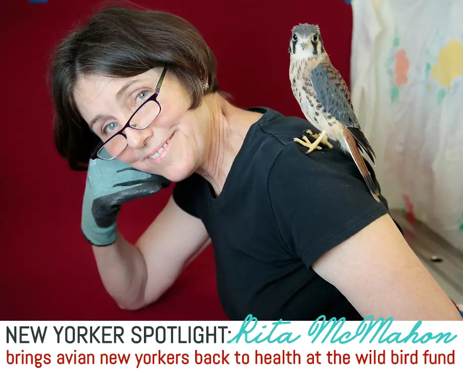 Рефлектор: Рита Мекмахон ги враќа птичјите њујорчани на здравје во Фондот за диви птици 25331_1