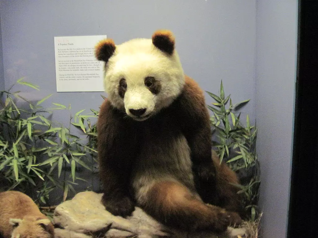 su lin, mwana panda nyc, ruth harkness