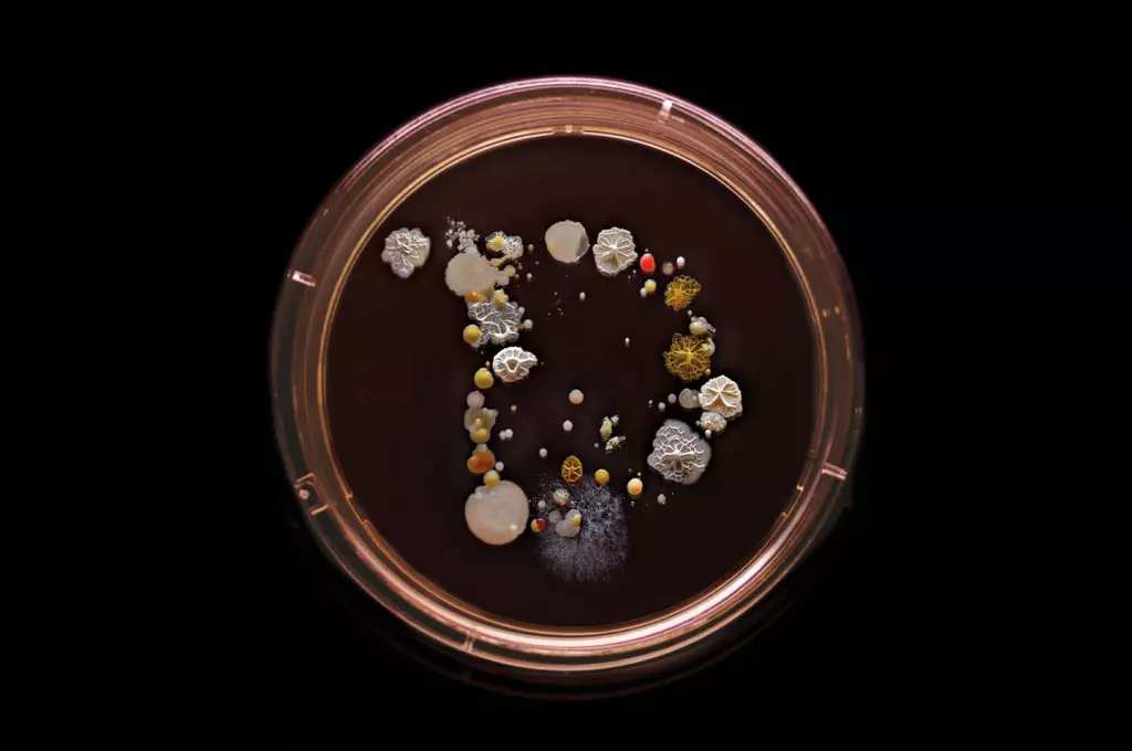 Քրեյգ Ուորդը Նյու Յորքի մետրոյում հայտնաբերված բակտերիաների հետքեր է ստեղծում