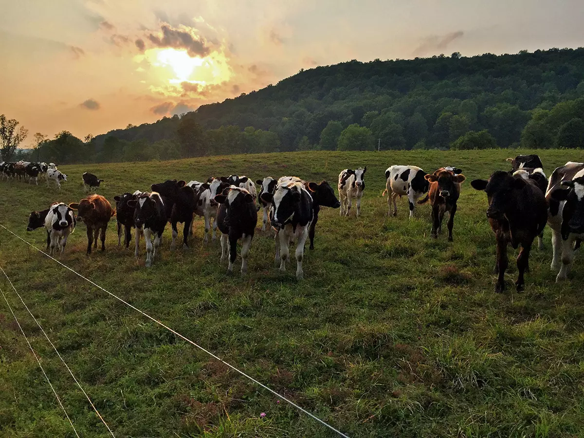 charlotte Valleyn maatila, maisema, tontti, maa, lehmät