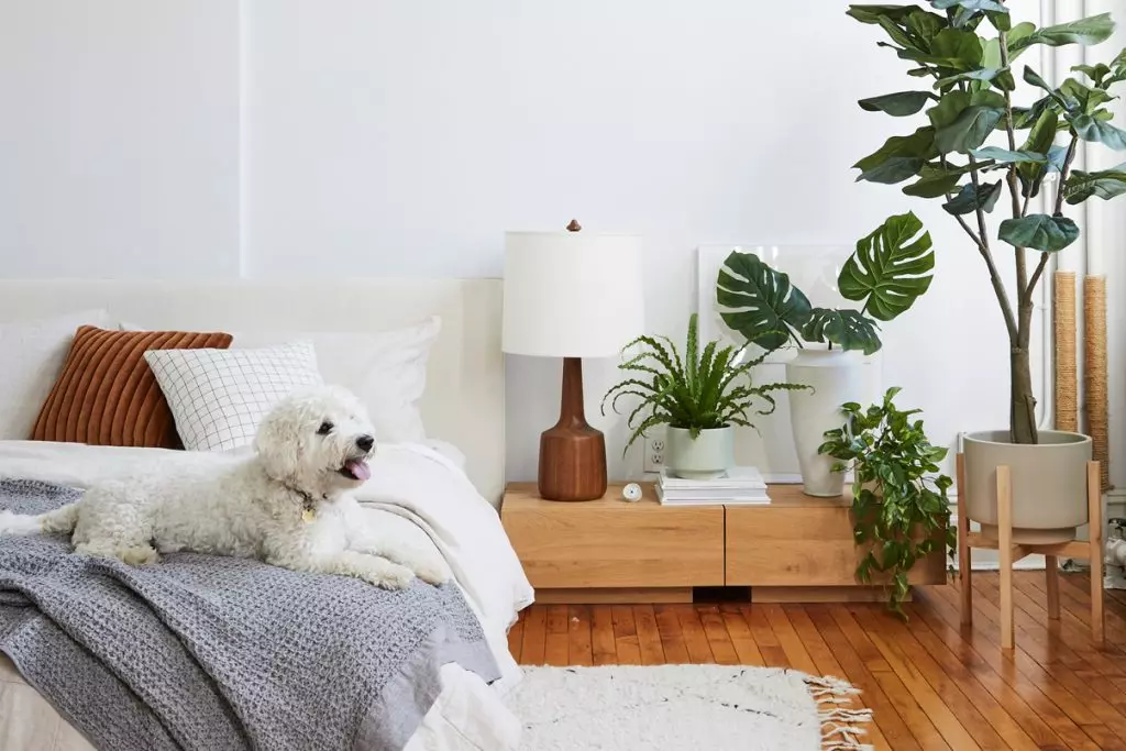10 piante d'appartamento sicure per gli animali domestici