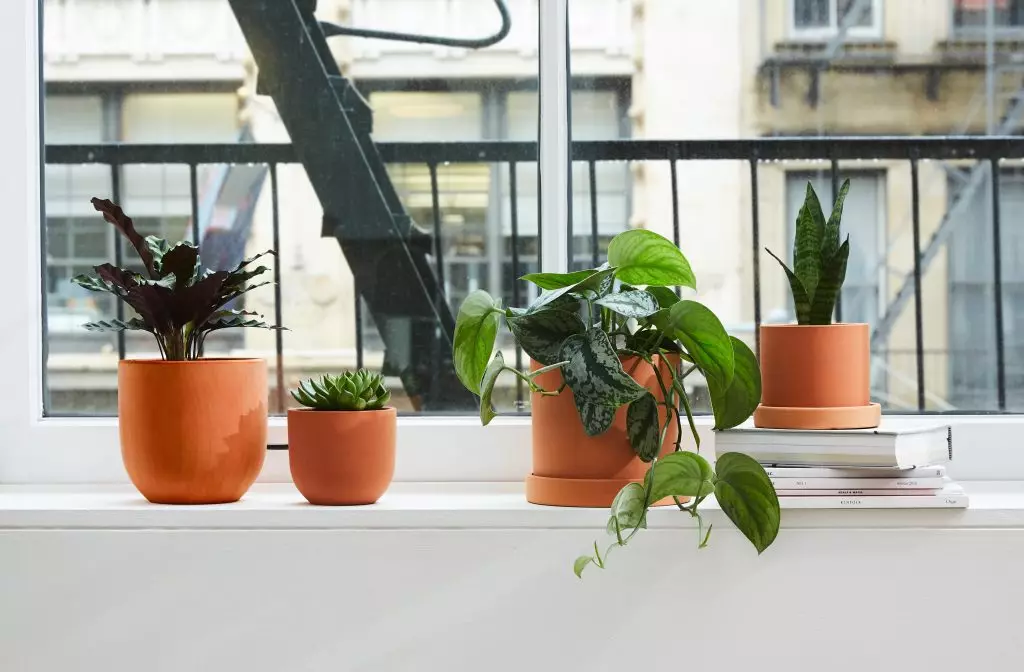 Ako udržať svoje izbové rastliny pri živote na dovolenke