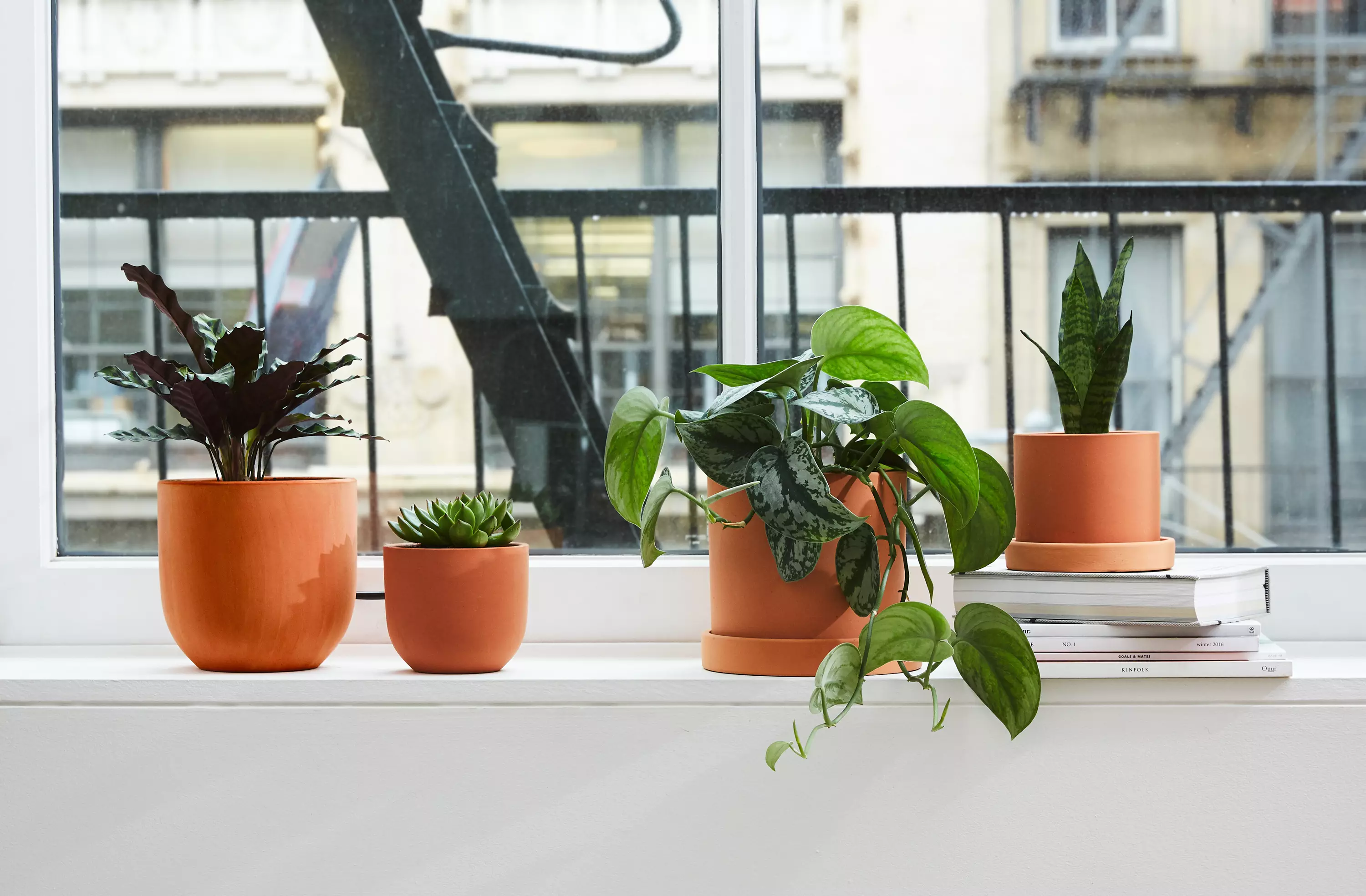 Come mantenere in vita le tue piante d'appartamento durante le vacanze 285_1