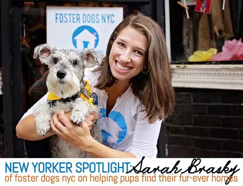 I-New Yorker Spotlight: USarah Brasky we-Foster Dogs NYC on Ukusiza Imidlwane Ithola Amakhaya Ahlala Enoboya 28648_1