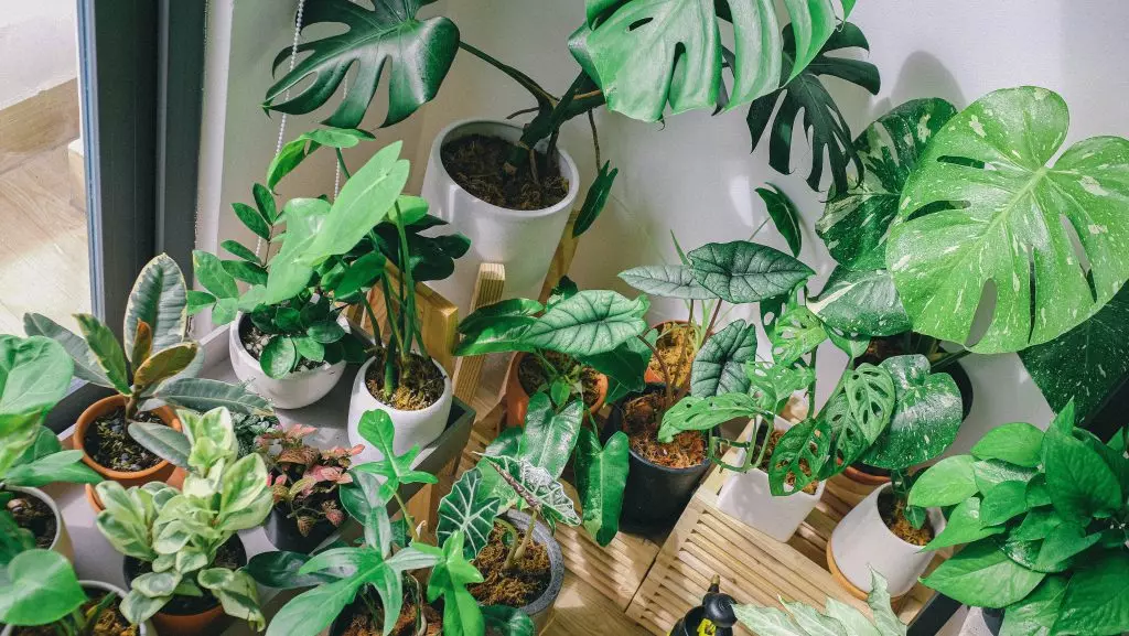 15 najlepszych roślin oczyszczających powietrze do Twojego domu