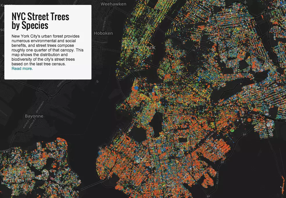 מפה זו מאפשרת לך לחקור את 592,130 עצי הרחוב של ניו יורק לפי מינים ועובי הגזע 29629_1