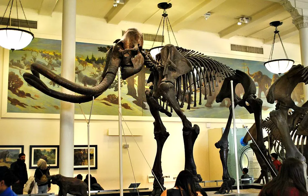 Mastodon, Museum Sejarah Alam Amerika