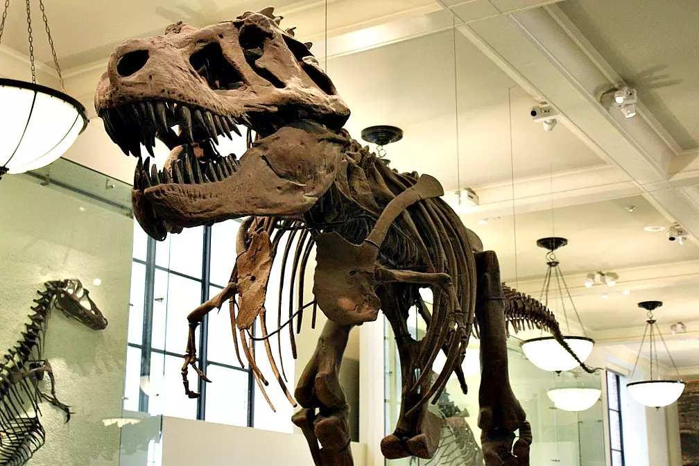 I-Tyrannosaurus Rex, i-American Museum of Natural History
